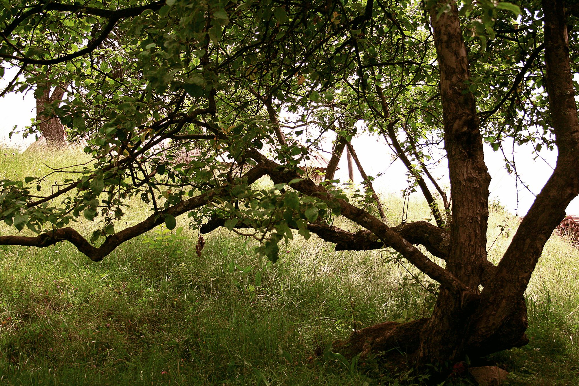 Der Baum – NaturPartner.org Partnerbörse – Naturverliebt / Naturverbunden